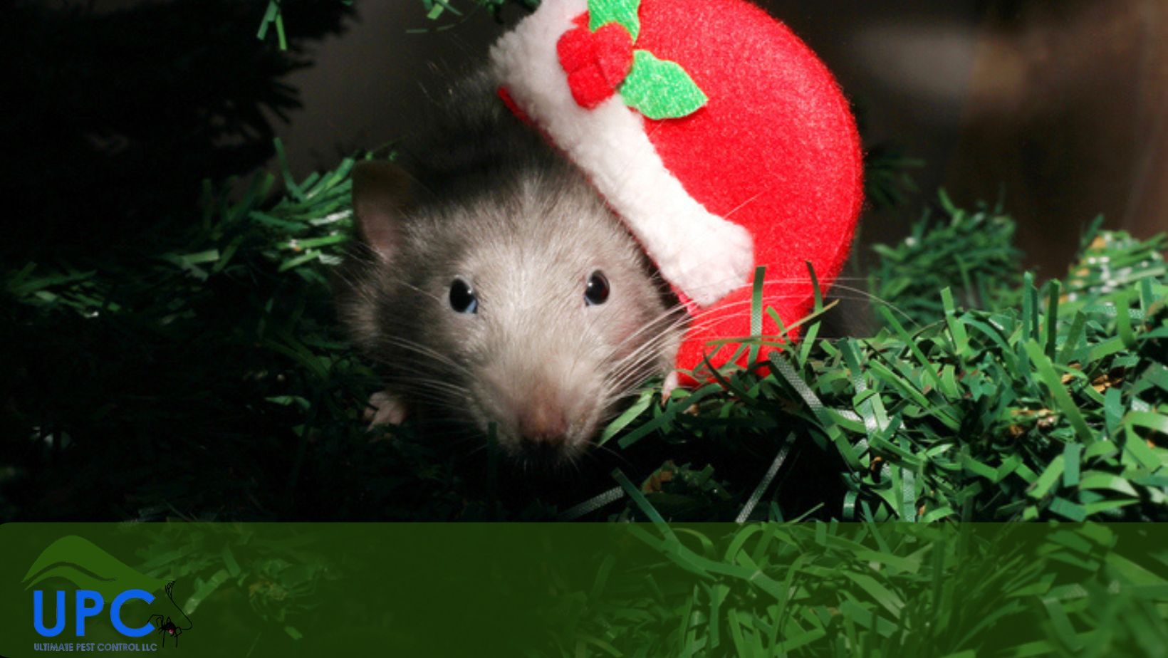 Why You Are More Likely to See Rodents Inside During the Winter