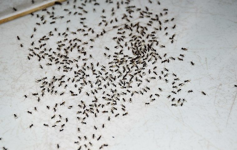 Ant Management Guidelines In Eugene | Ultimate Pest Control