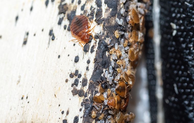 Bed Bug Myths Vs. Facts In Eugene | Ultimate Pest Control